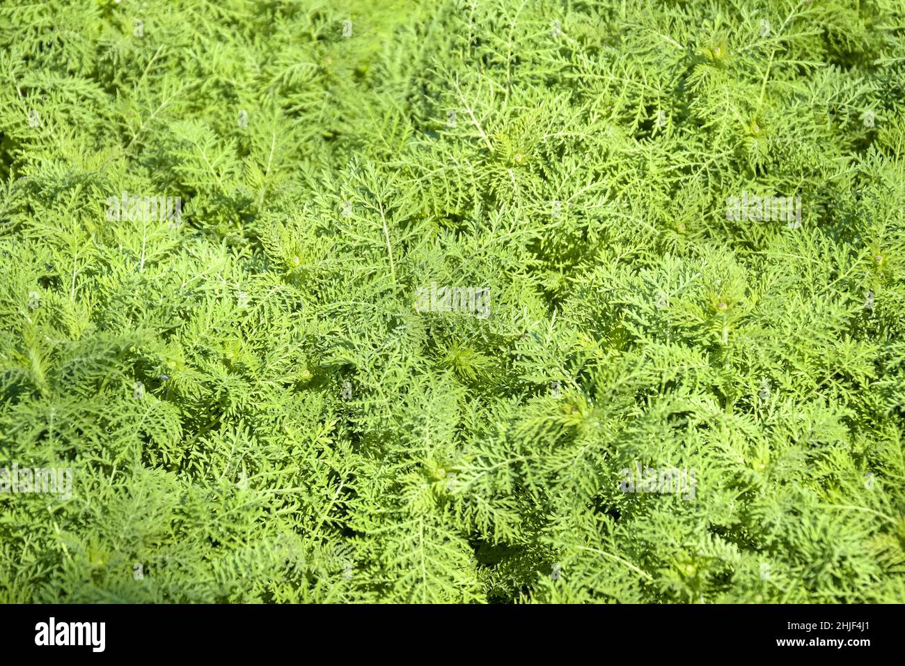 American common ragweed. Natural green background. Young bushes have ...