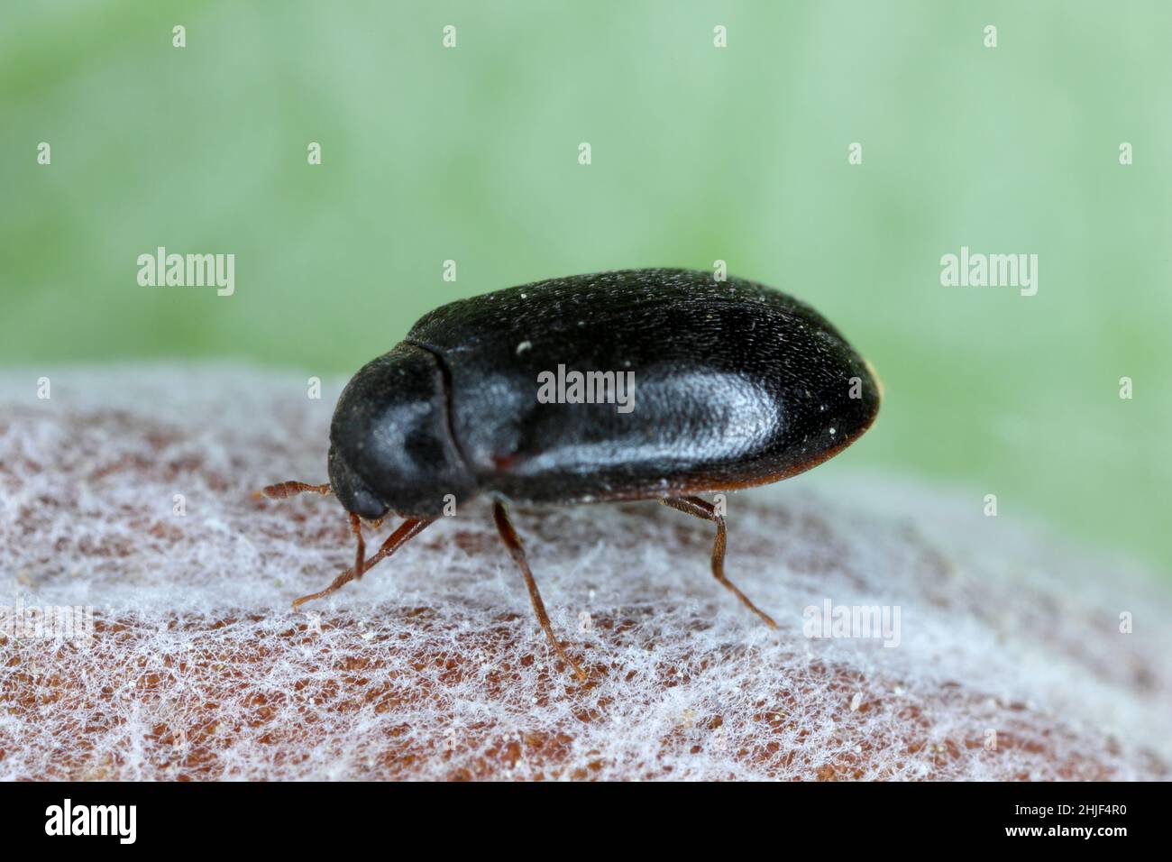Cobweb beetle, Ctesias serra from the family Dermestidae a skin beetles ...