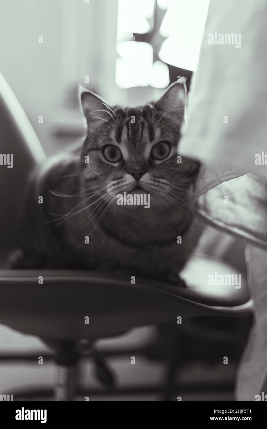 The cat sits on a chair near the dining table Stock Photo - Alamy