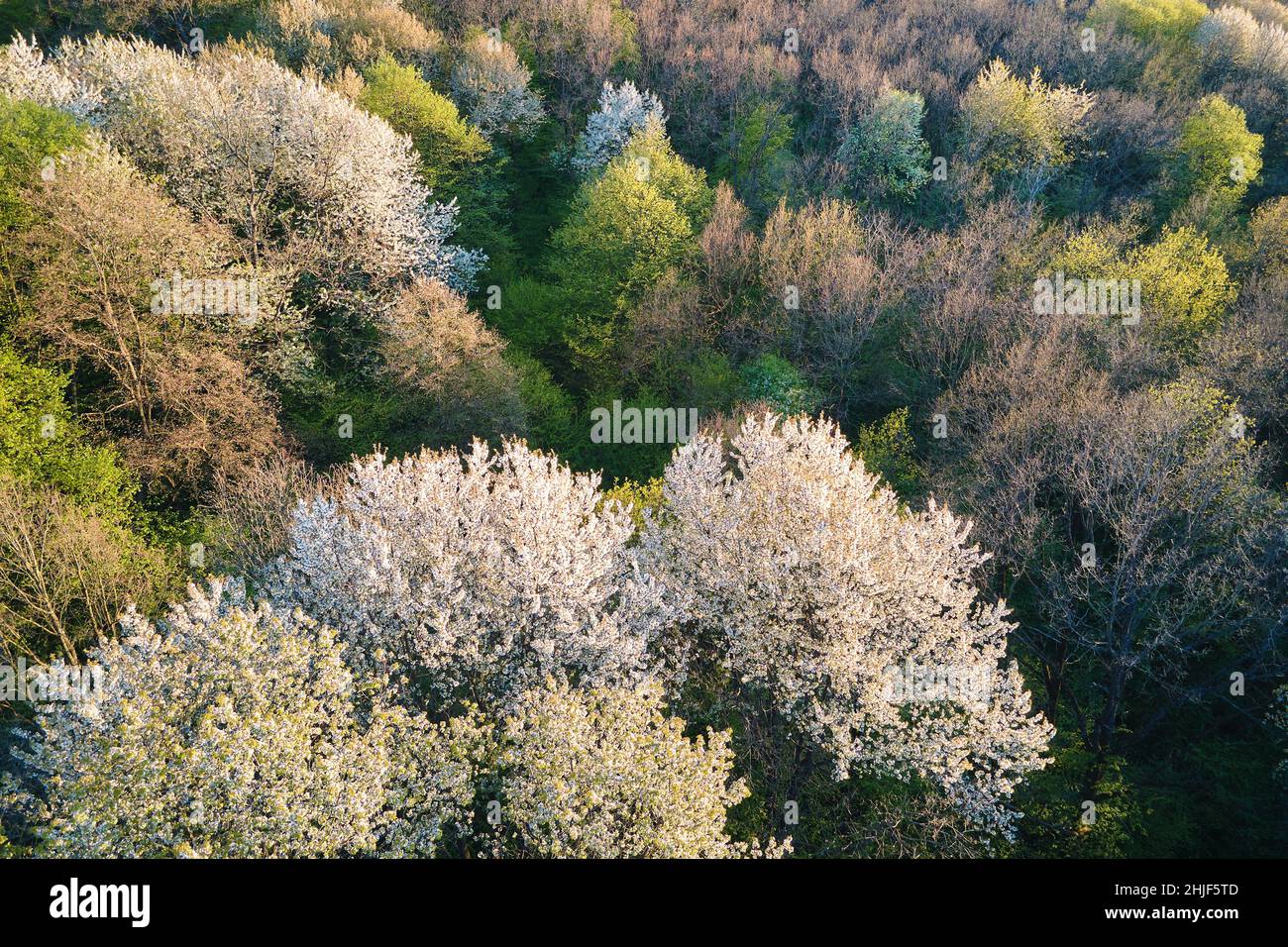 Aerial view of blooming garden with white blossoming trees in early ...