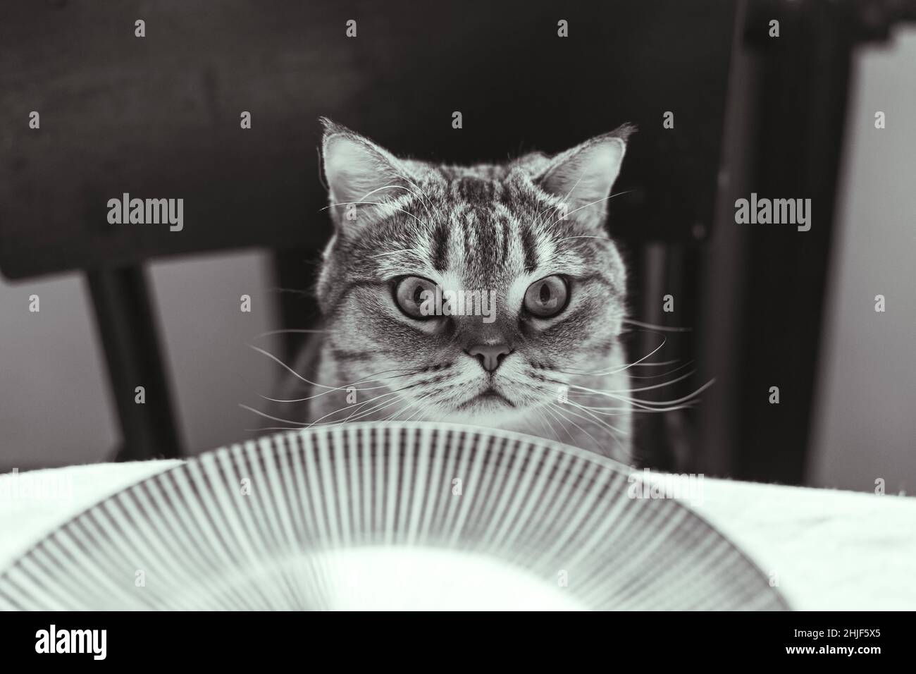 The cat sits on a chair near the dining table Stock Photo - Alamy