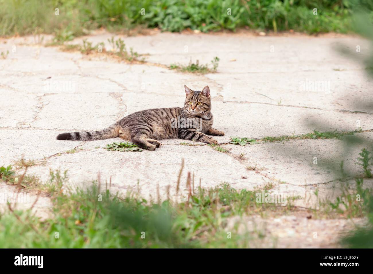 Domestic tabby cat lying down on stone path outdoors at summer Stock ...
