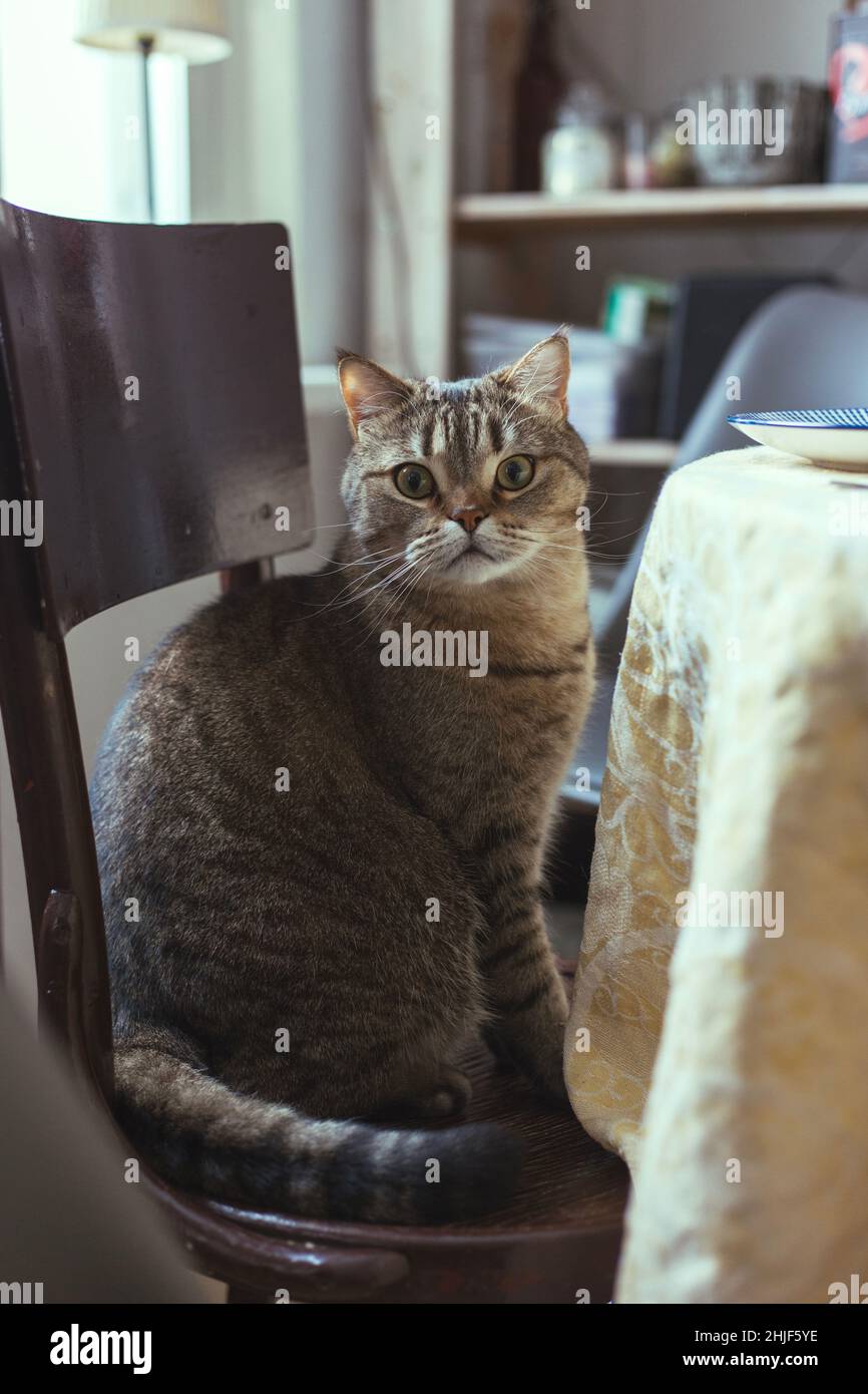 The cat sits on a chair near the dining table Stock Photo - Alamy