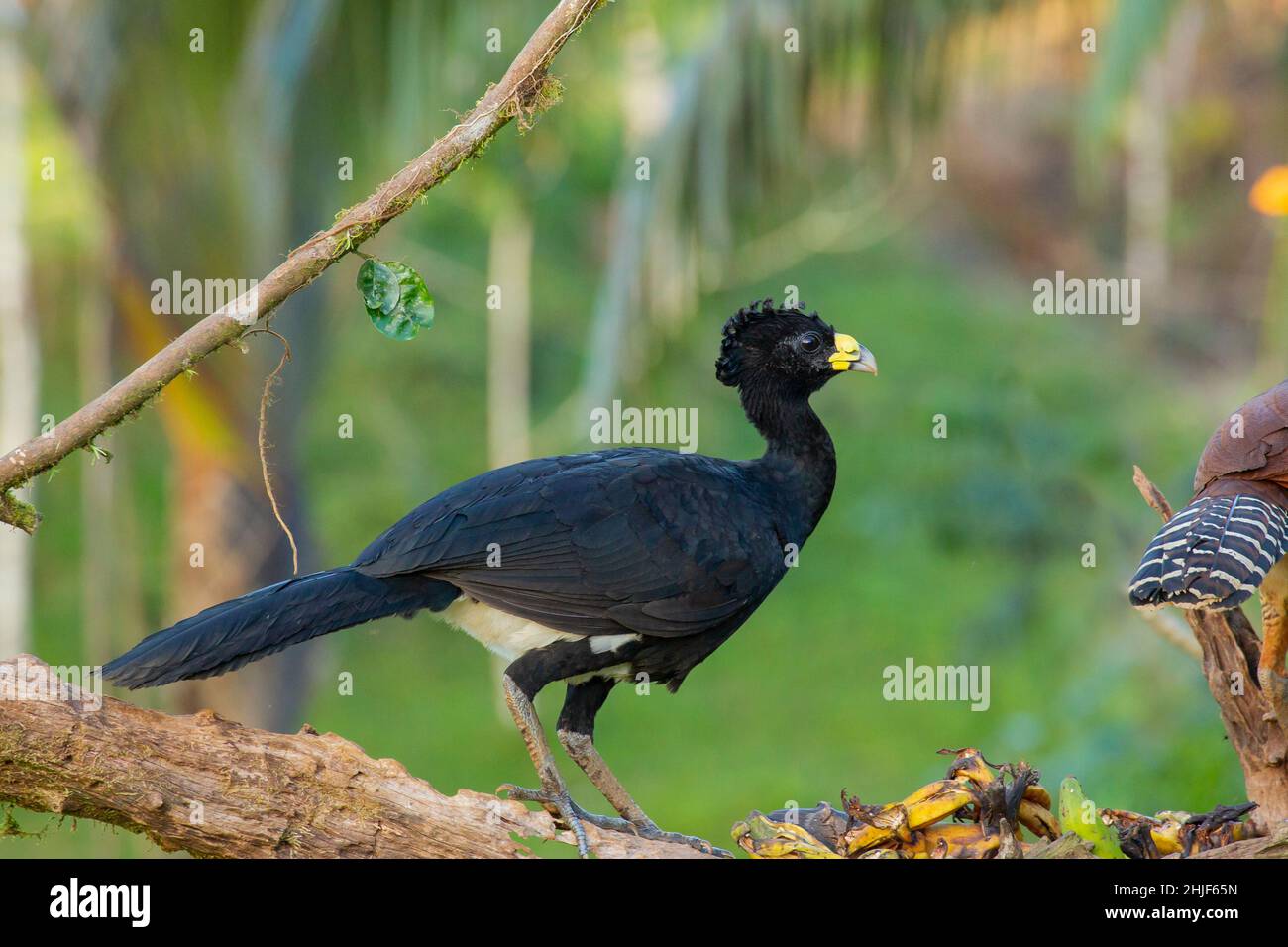 Crax rubra rubra hi-res stock photography and images - Alamy