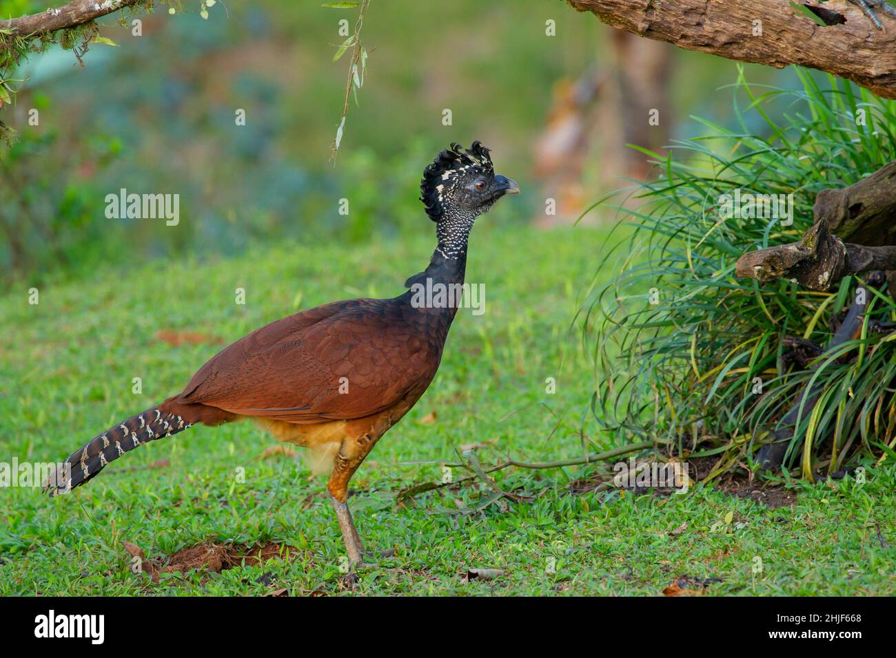 Great Curassow (Crax rubra), female Stock Photo - Alamy