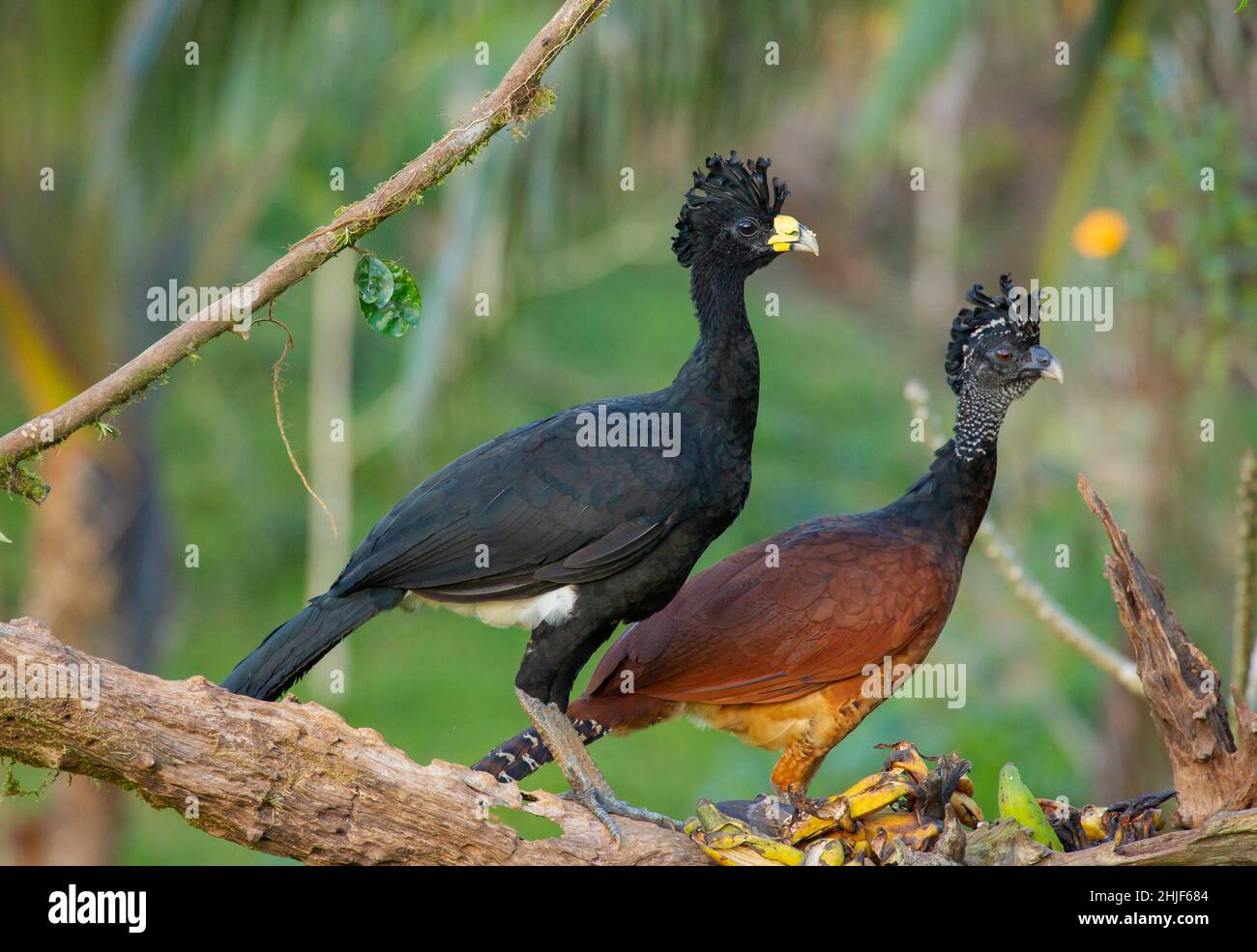 Crax rubra male female hi-res stock photography and images - Alamy