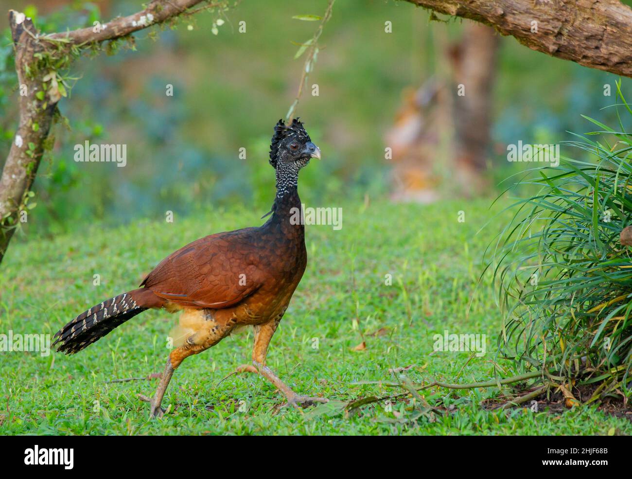 Female curassow hi-res stock photography and images - Alamy