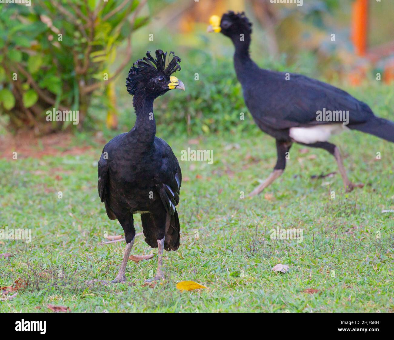 Great Curassow (Crax rubra), male Stock Photo - Alamy