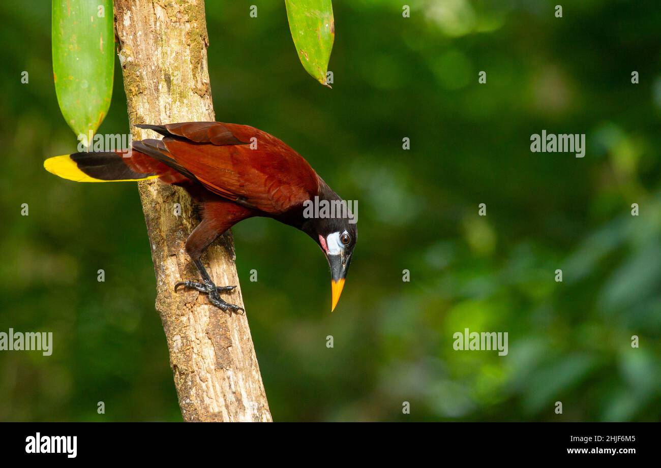 Montezuma oropendola hi-res stock photography and images - Alamy