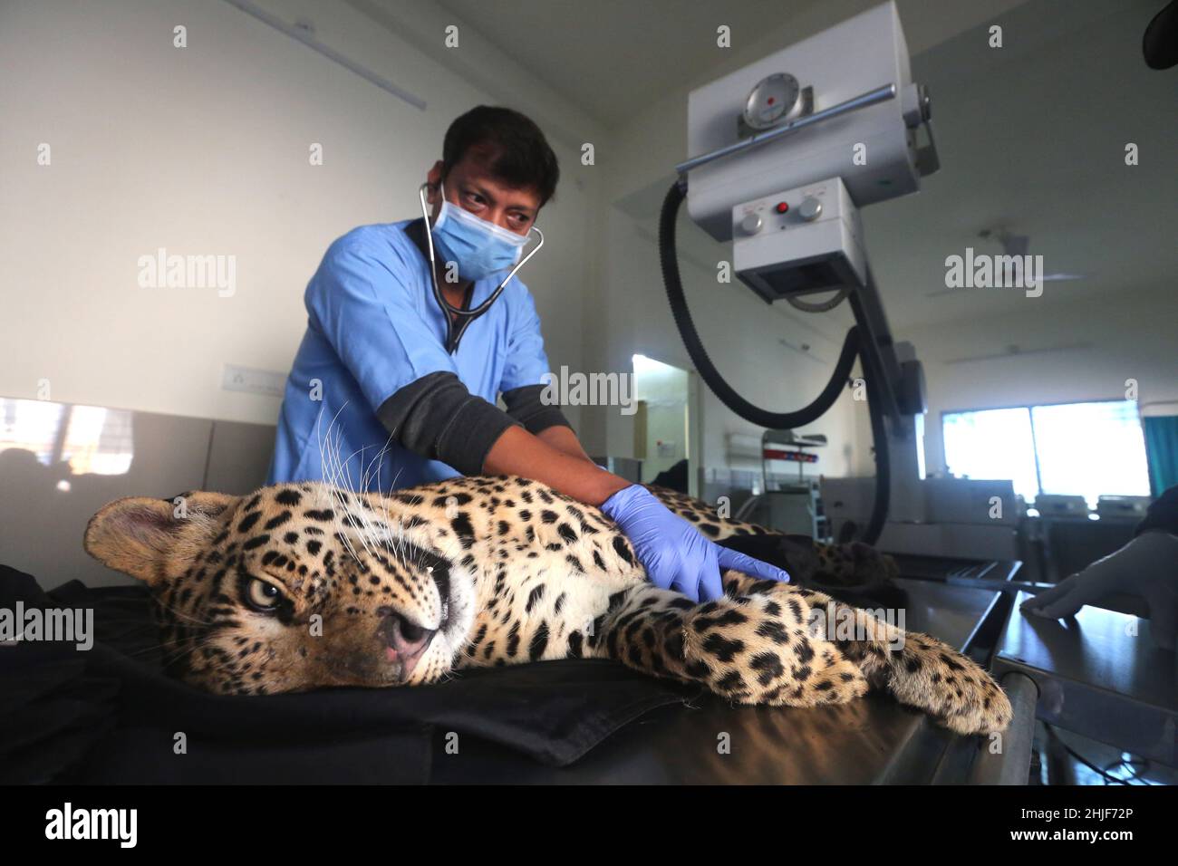 A veterinary doctor treats a 2 yrs old injured Leopard in a hospital at ...
