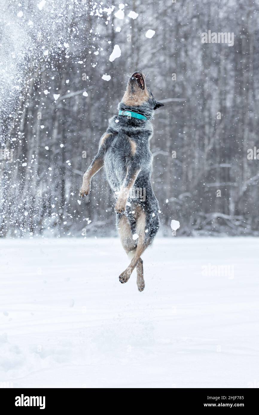 Jumping australian cattle dog hi-res stock photography and images - Alamy