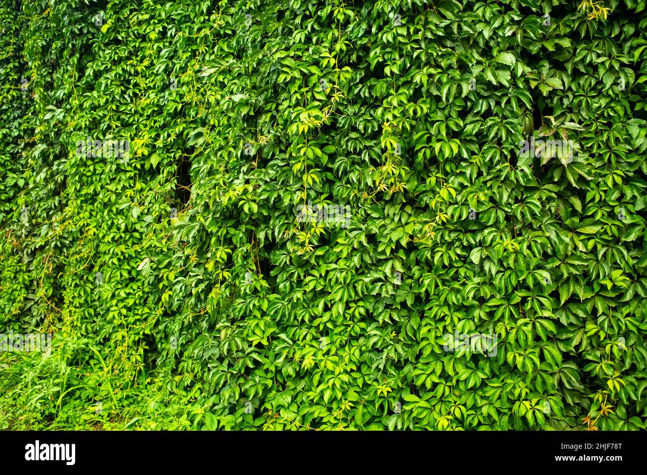 wall with greenery. natural background texture pattern Stock Photo - Alamy