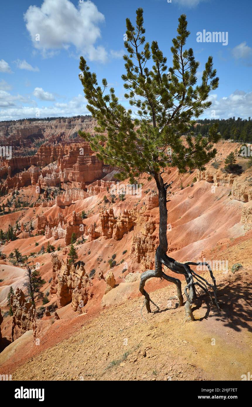 Vertical shot of the tree on the roots in the Bryce canyon national ...