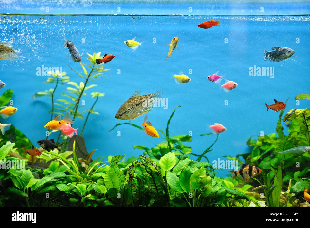 Colorful exotic fish swimming in deep blue water aquarium with green ...
