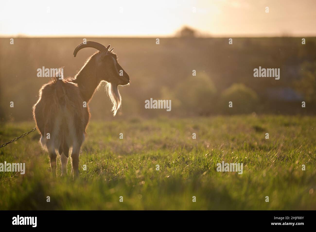 Domestic milk goat with long beard and horns grazing on green farm ...