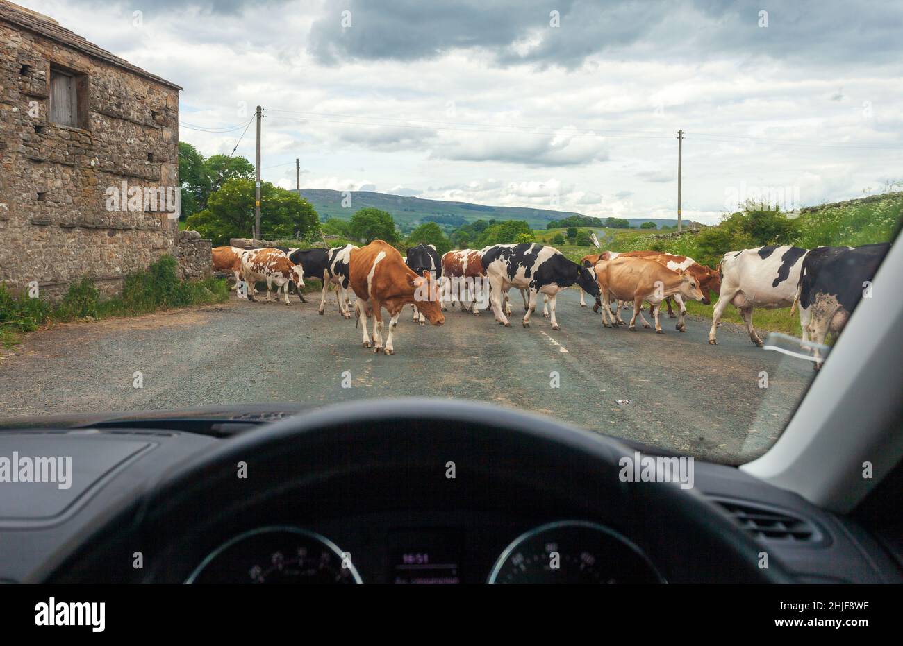 Herd cattle cross road in hi-res stock photography and images - Alamy
