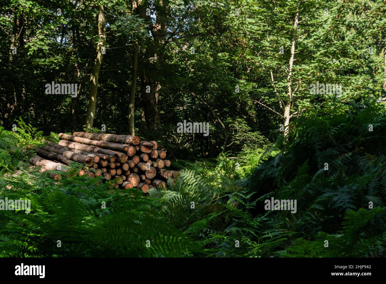 Pile of cut down trees left in an abundant forest in Oxfordshire, UK ...