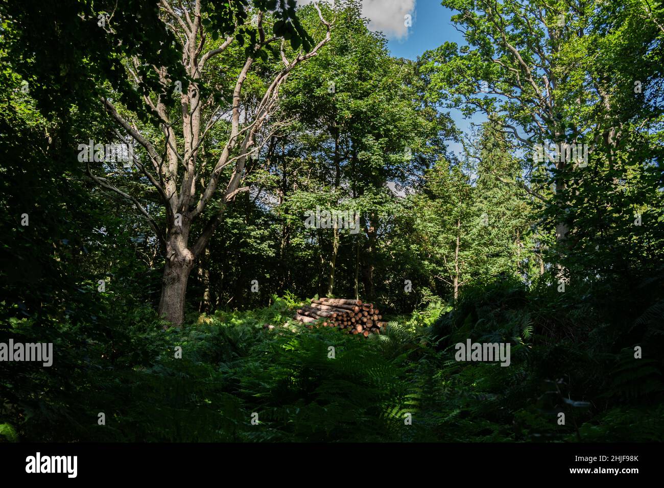Pile of cut down trees left in an abundant forest in Oxfordshire, UK ...