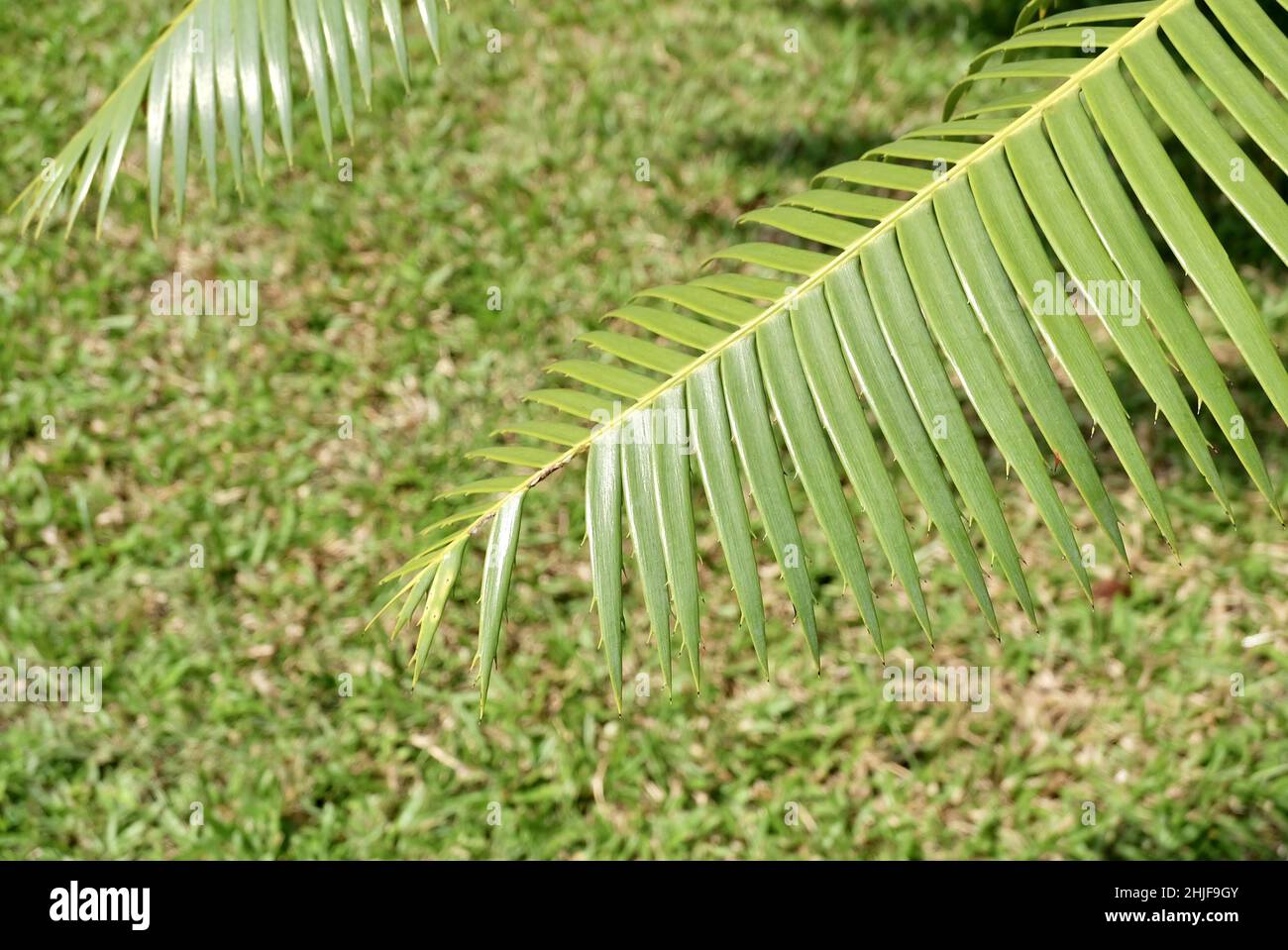 Garden and Plant, Dioon Edule Plants or Chestnut Dioon Palm Decoration ...