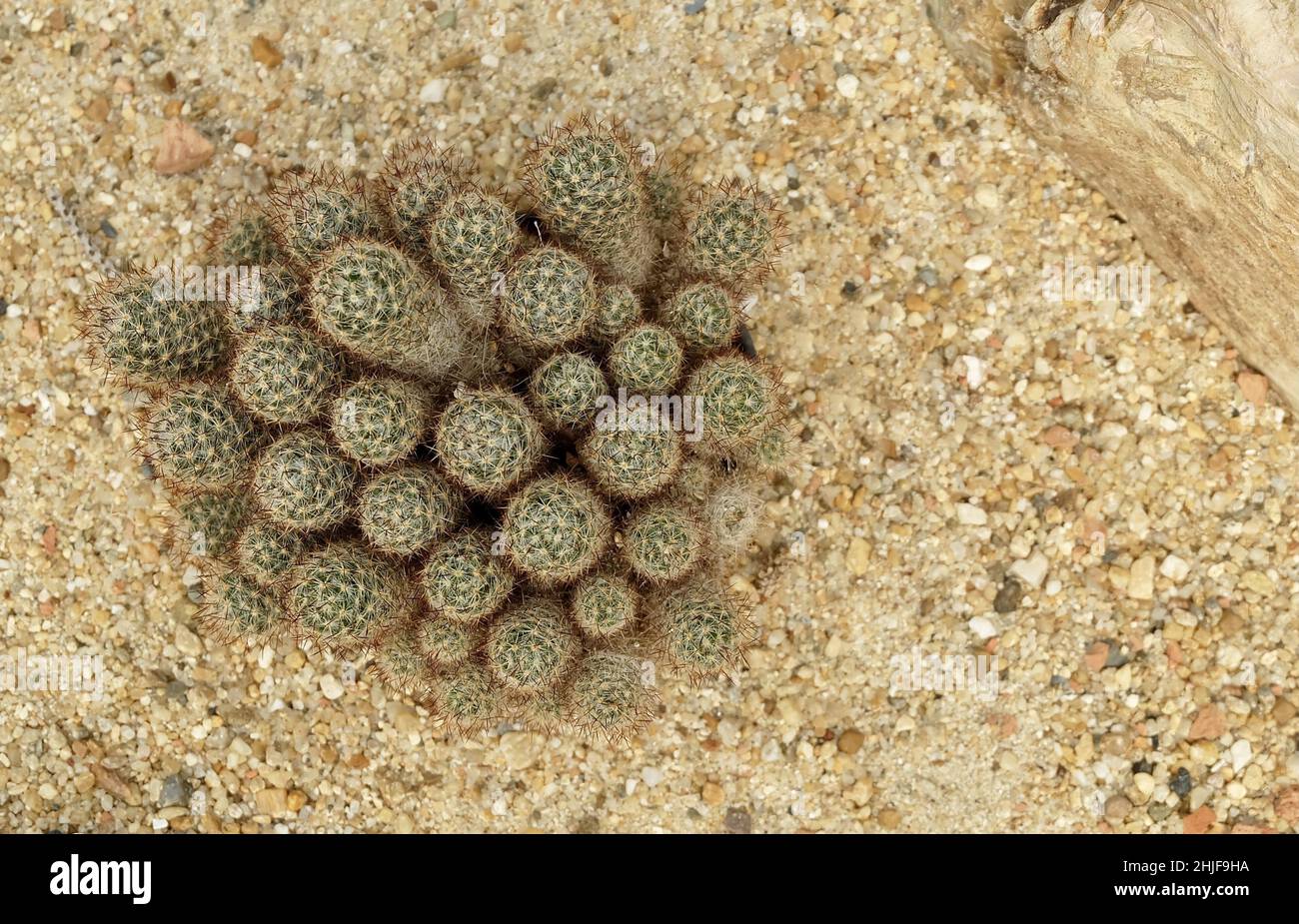 Beautiful Mammillaria Elongata, Gold Lace Cactus or Ladyfinger Cactus ...