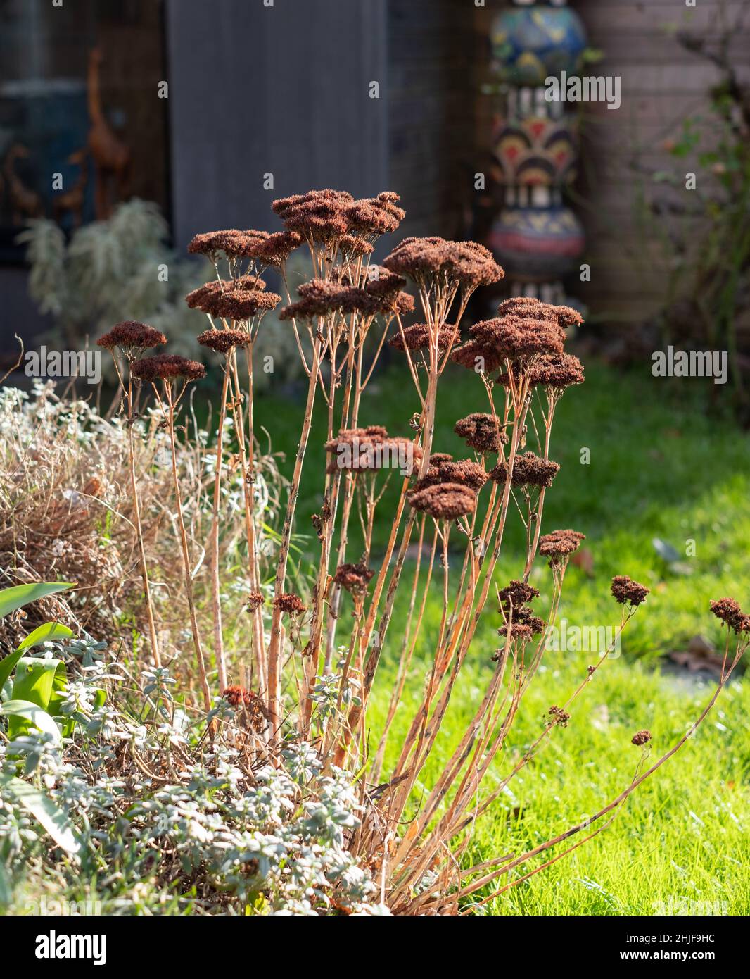 Decaying Sedum flower heads, photographed in strong sun on a cold ...