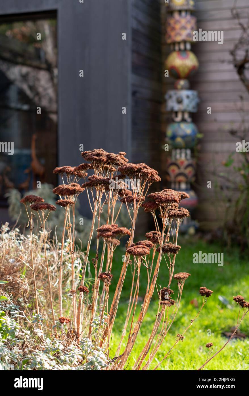 Decaying Sedum flower heads, photographed in strong sun on a cold ...
