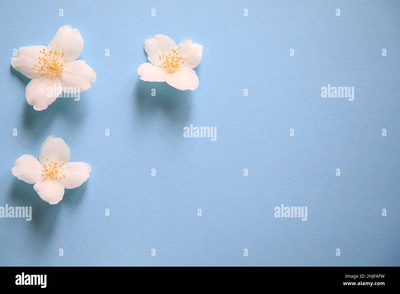 Tender jasmine flowers on blue background. Jasmine (Other names are ...