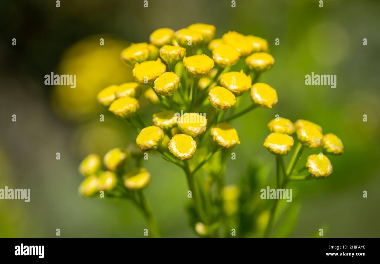 Cluster of small yellow green flowers hi-res stock photography and ...