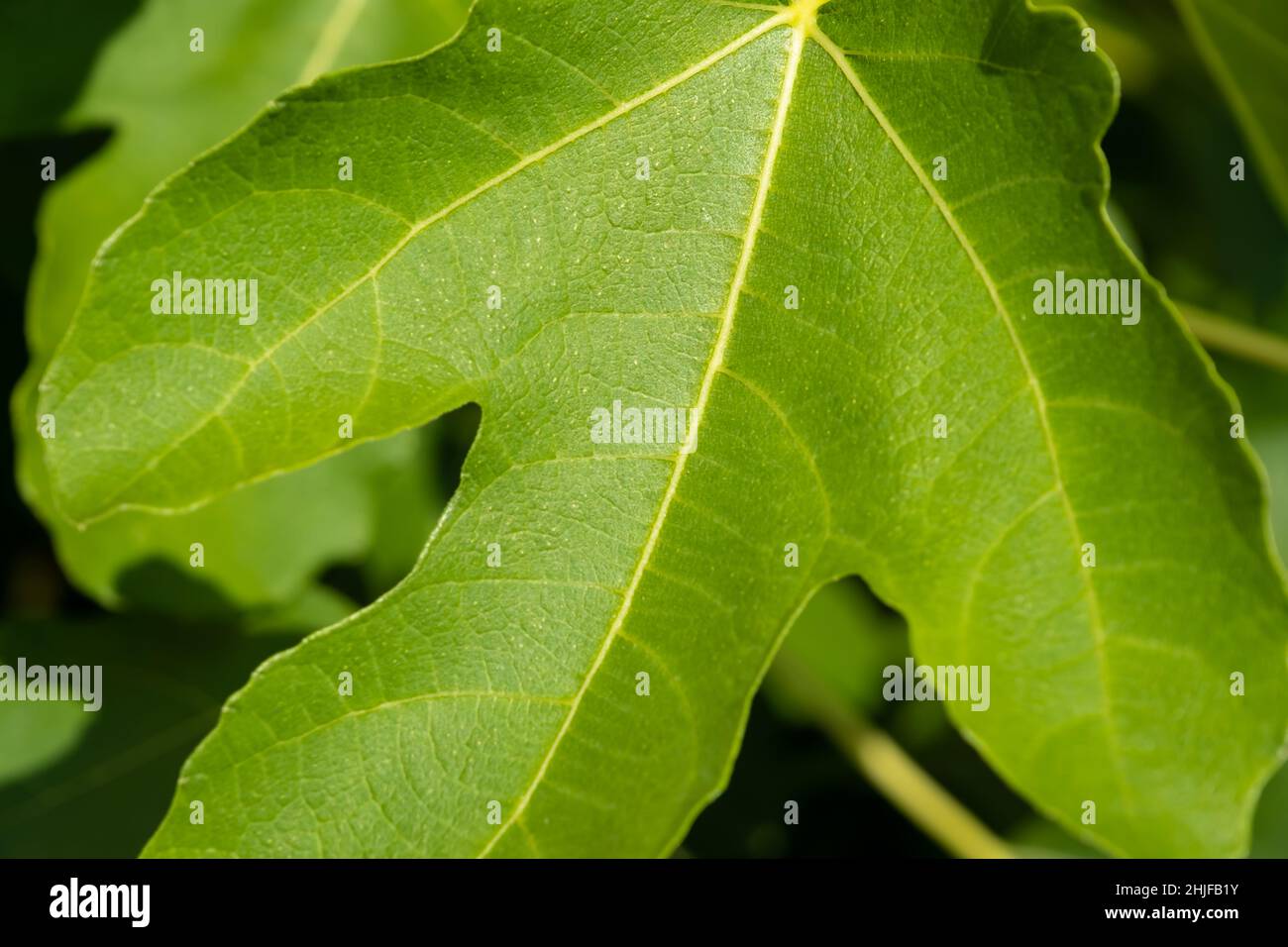 Fig leaf shape hi-res stock photography and images - Alamy