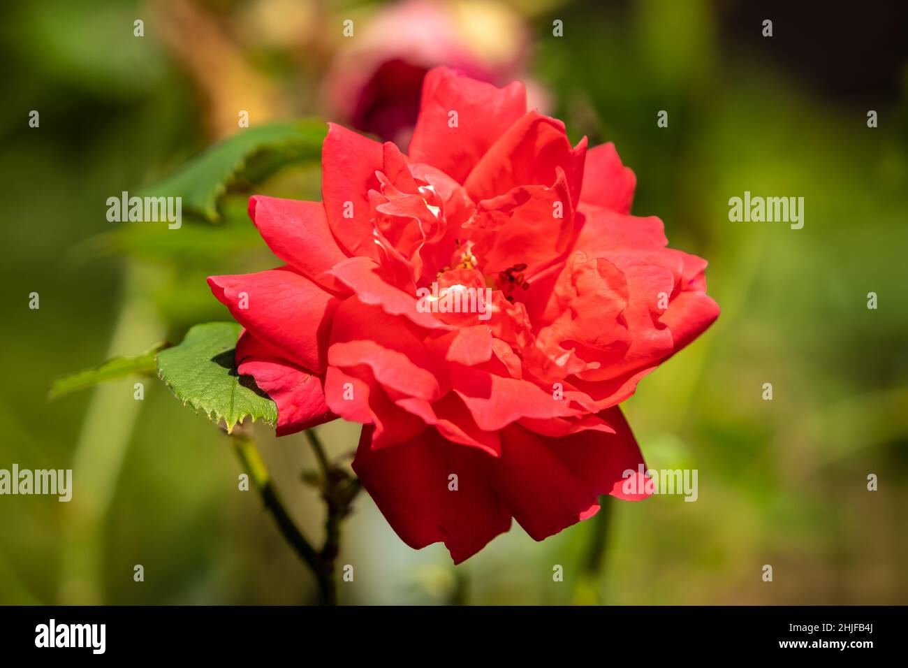 Deep red velvet flower hi-res stock photography and images - Alamy