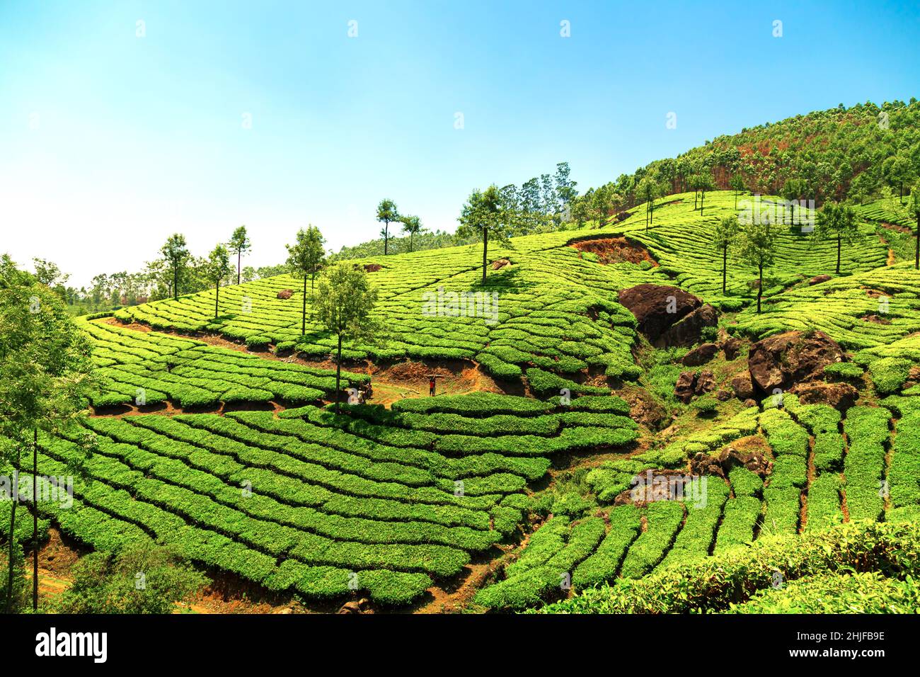 Landscape view of a tea plantation. Munnar, Kerala, India Stock Photo ...