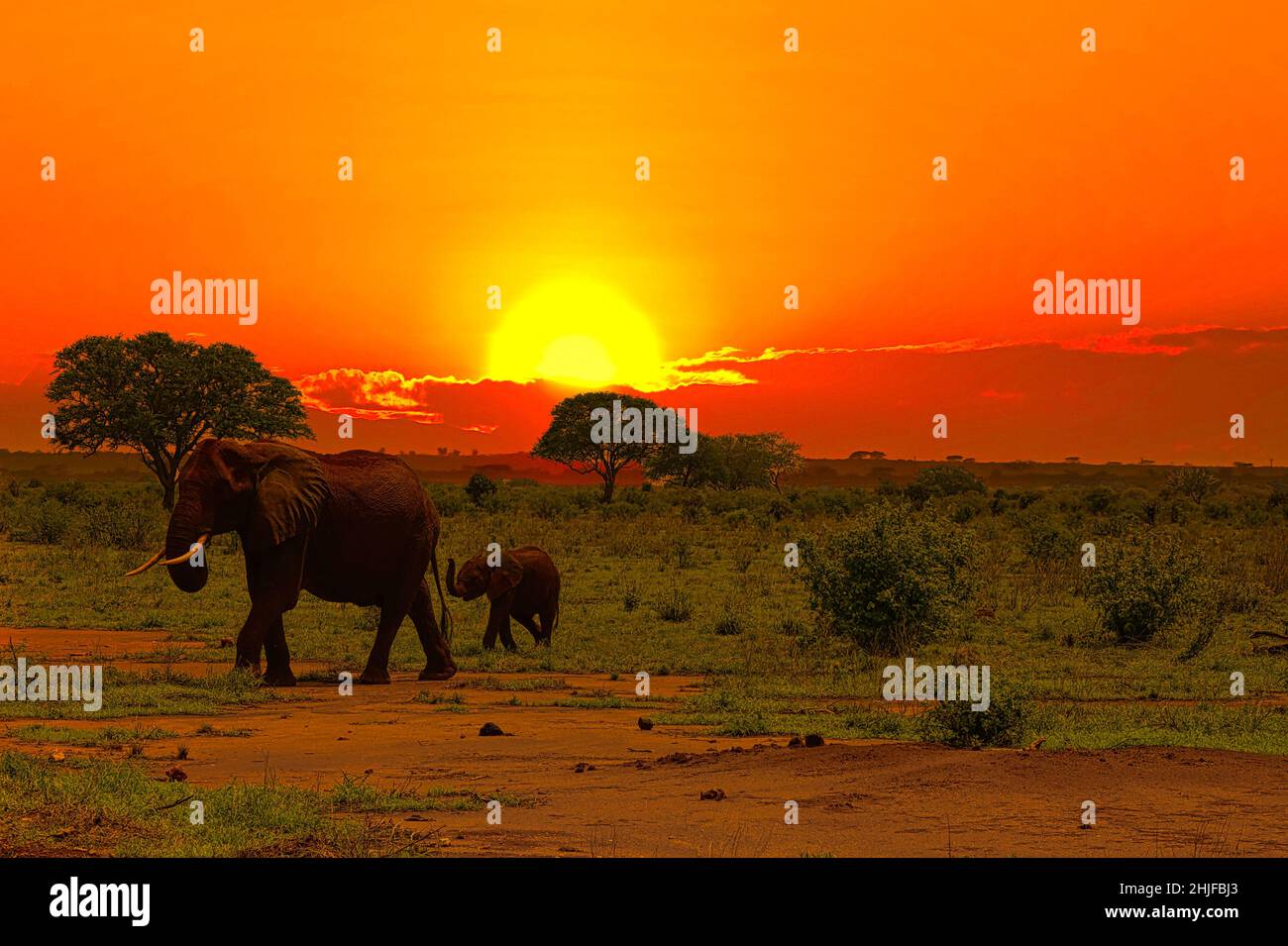Elephants and sunset in the Tsavo East and Tsavo West National Park in ...