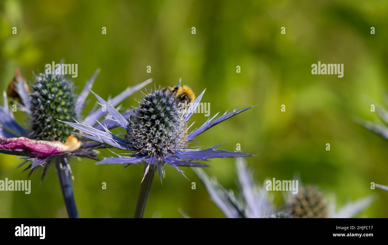 Close up of a bumble bee feeding on a sea holly plant Stock Photo - Alamy