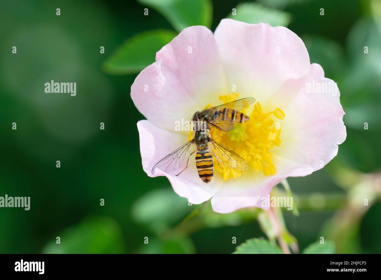 Hover fly Episyrphus baleatus foraging on flower Stock Photo - Alamy