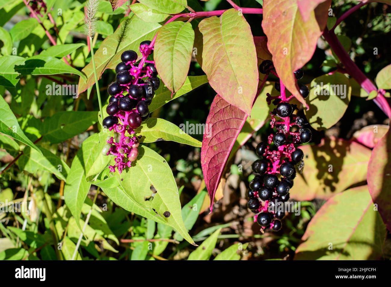 Small black fruits of Phytolacca plant, also known as pokebush ...