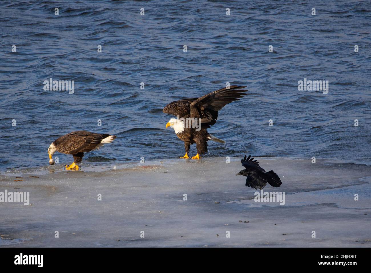 Closeup of an eagle in Onondaga Lake, Syracuse NY Stock Photo - Alamy