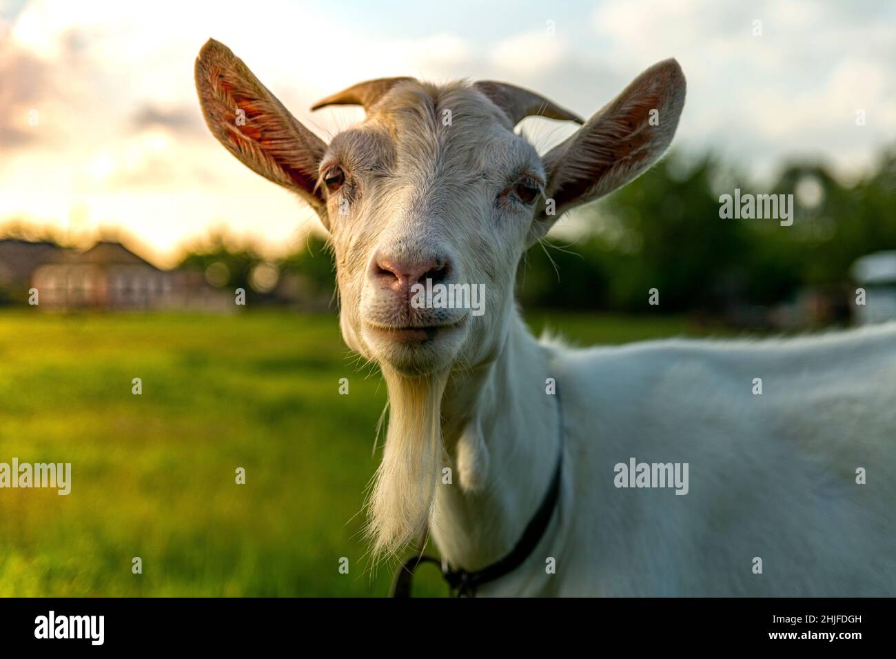 Grey goat portrait. Sunset time, beautiful goat in sun rays ...