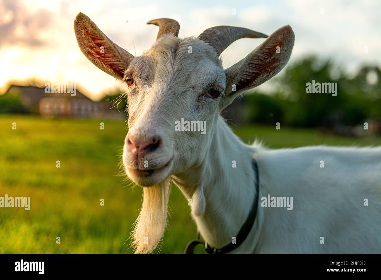 Grey goat portrait. Sunset time, beautiful goat in sun rays ...
