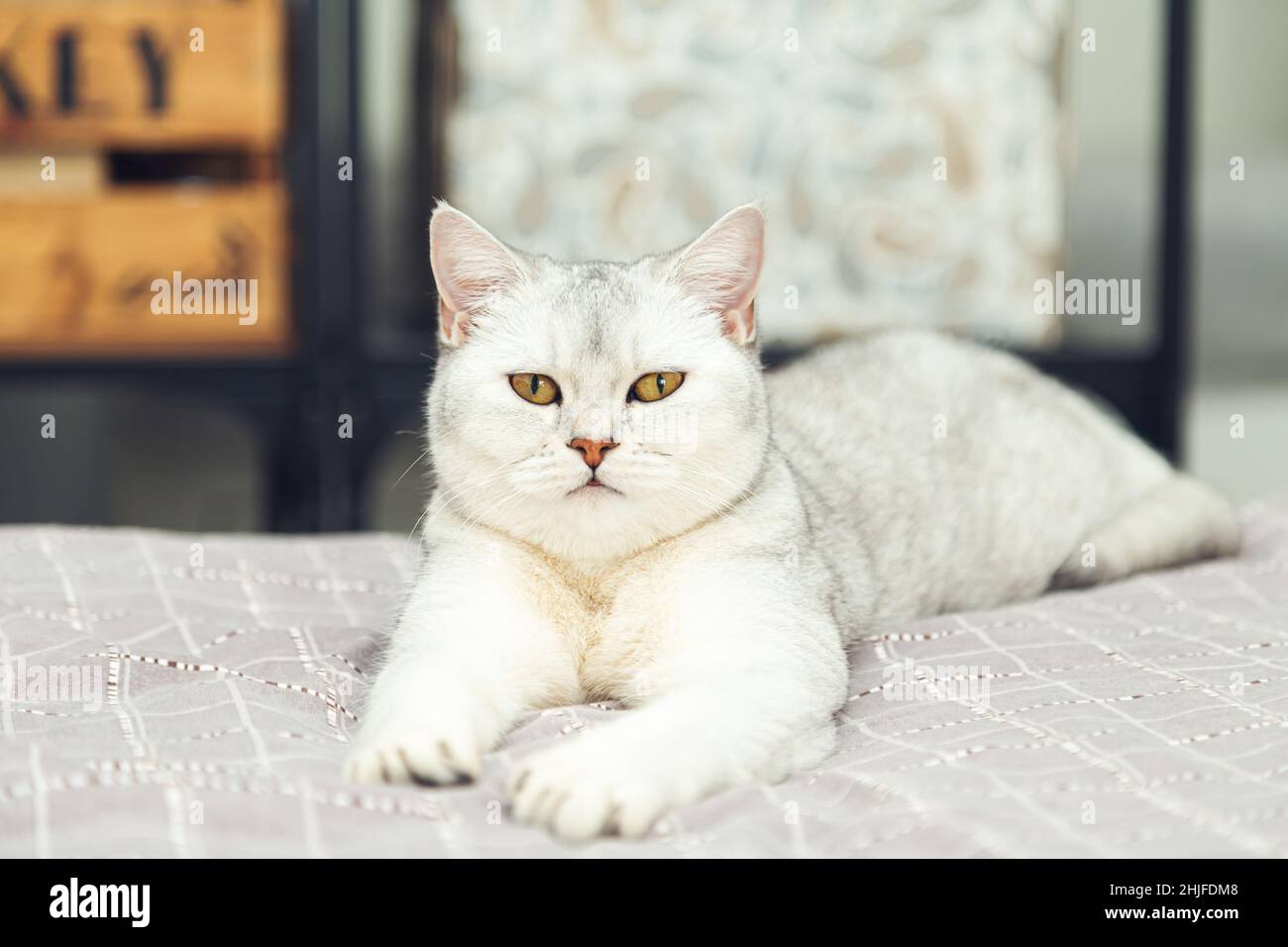 British silver cat imposingly lies on the bed. Pet in home interior ...