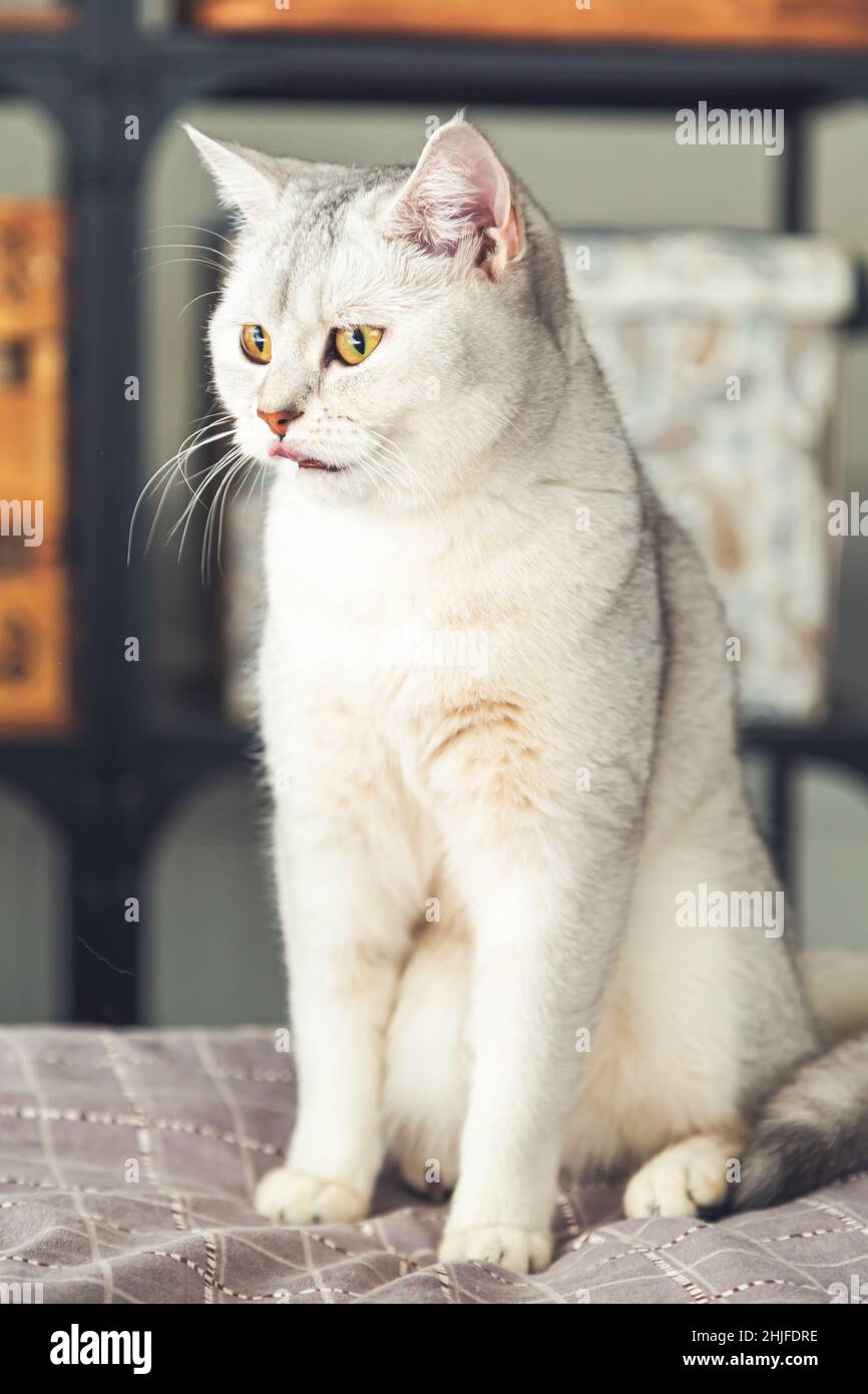 British silver cat sits on the bed. Pet in home interior Stock Photo ...
