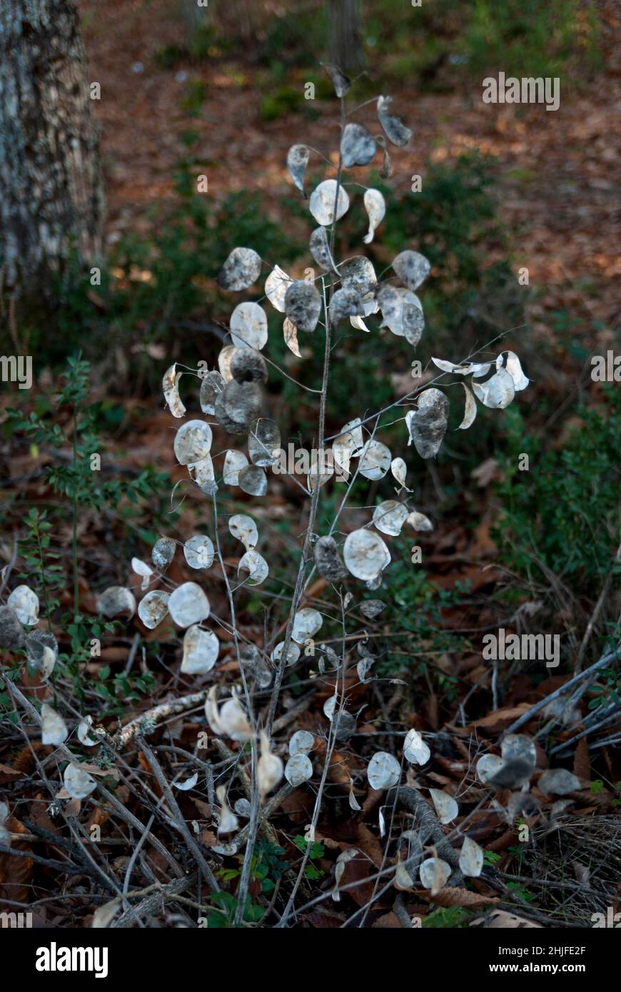 Lunaria, Pope s coins, silver plant, Lunaria annua in the natural ...