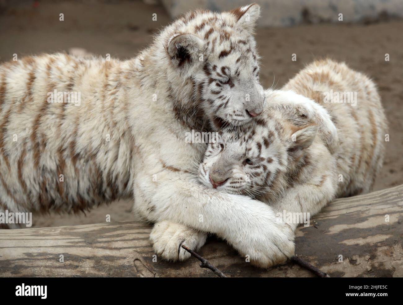 Twin tigers hi-res stock photography and images - Alamy