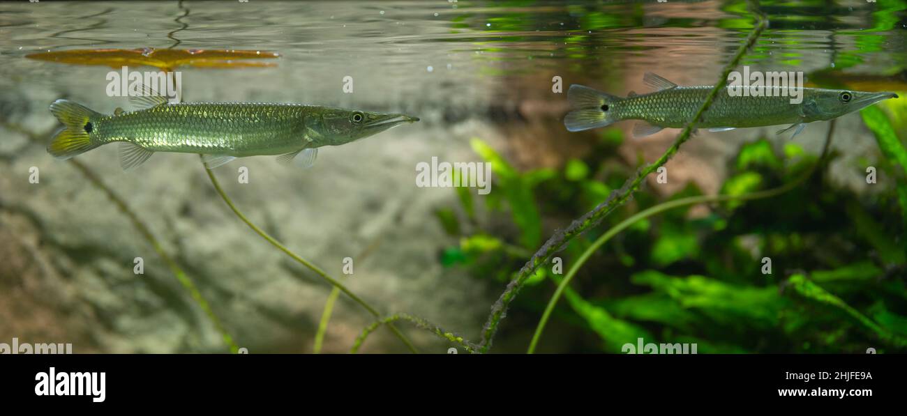 Tail of an alligator gar hi-res stock photography and images - Alamy