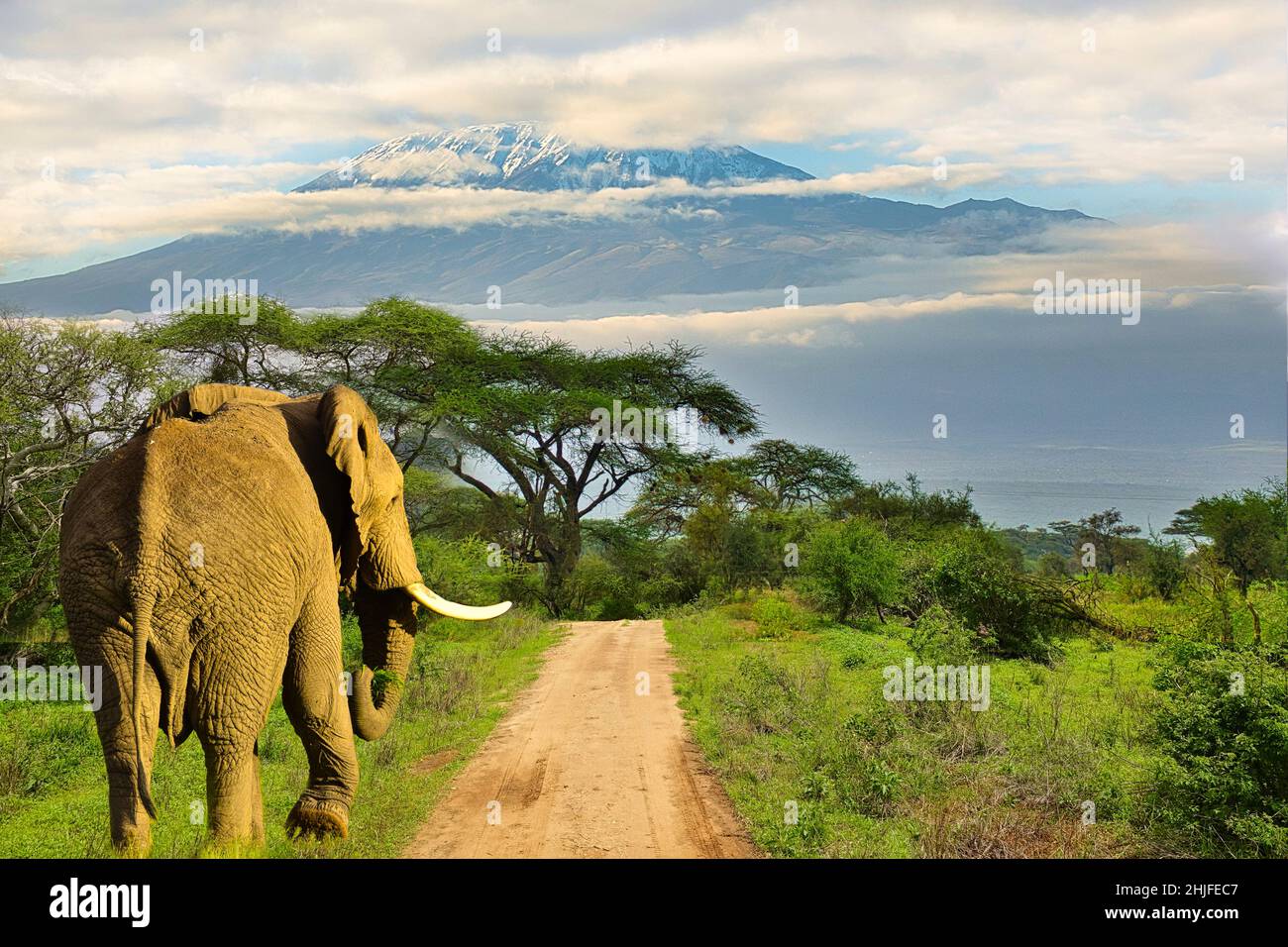 Elephants and Mount Kilimanjaro in Amboseli National Park Stock Photo ...