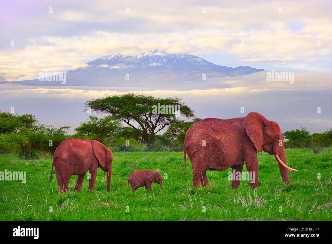 Elephants and Mount Kilimanjaro in Amboseli National Park Stock Photo ...