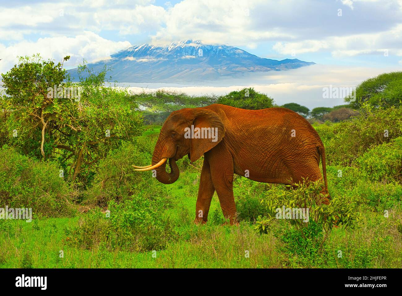 Elephants and Mount Kilimanjaro in Amboseli National Park Stock Photo ...