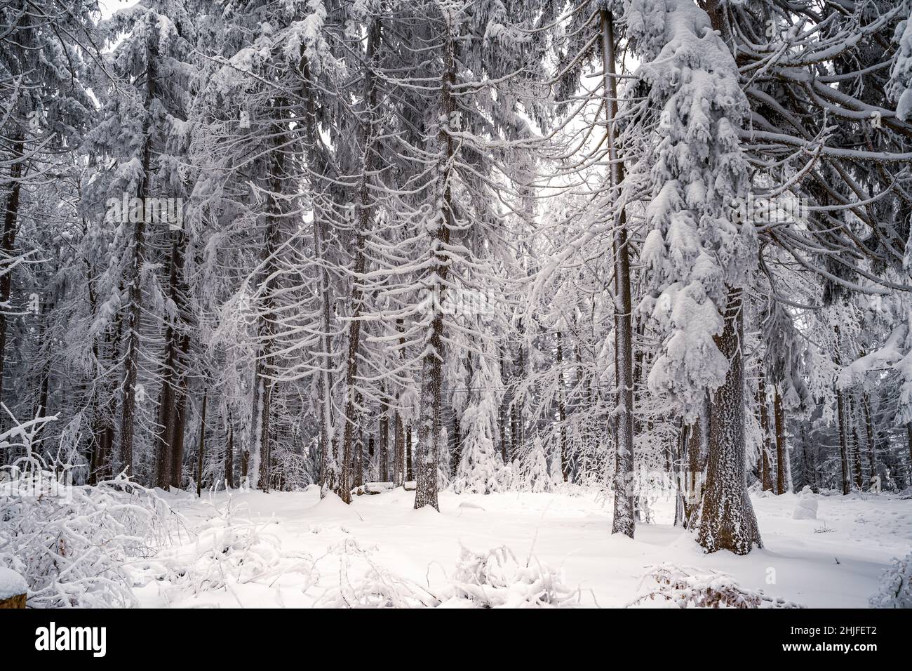 Beautiful winter landscape with snow covered trees in fog. Harsh winter ...