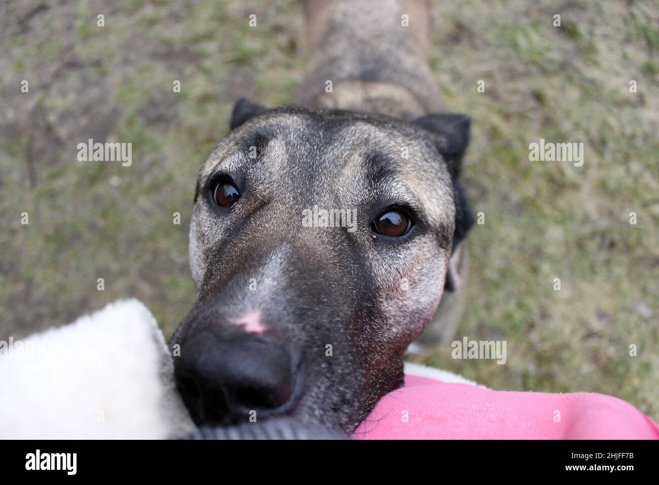 Human animal hybrid hi-res stock photography and images - Alamy