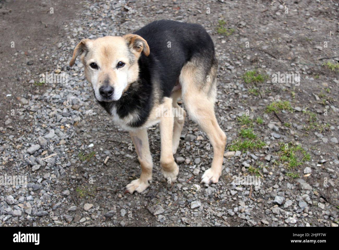A poor, emaciated and skinny homeless dog. He is huddled together from ...