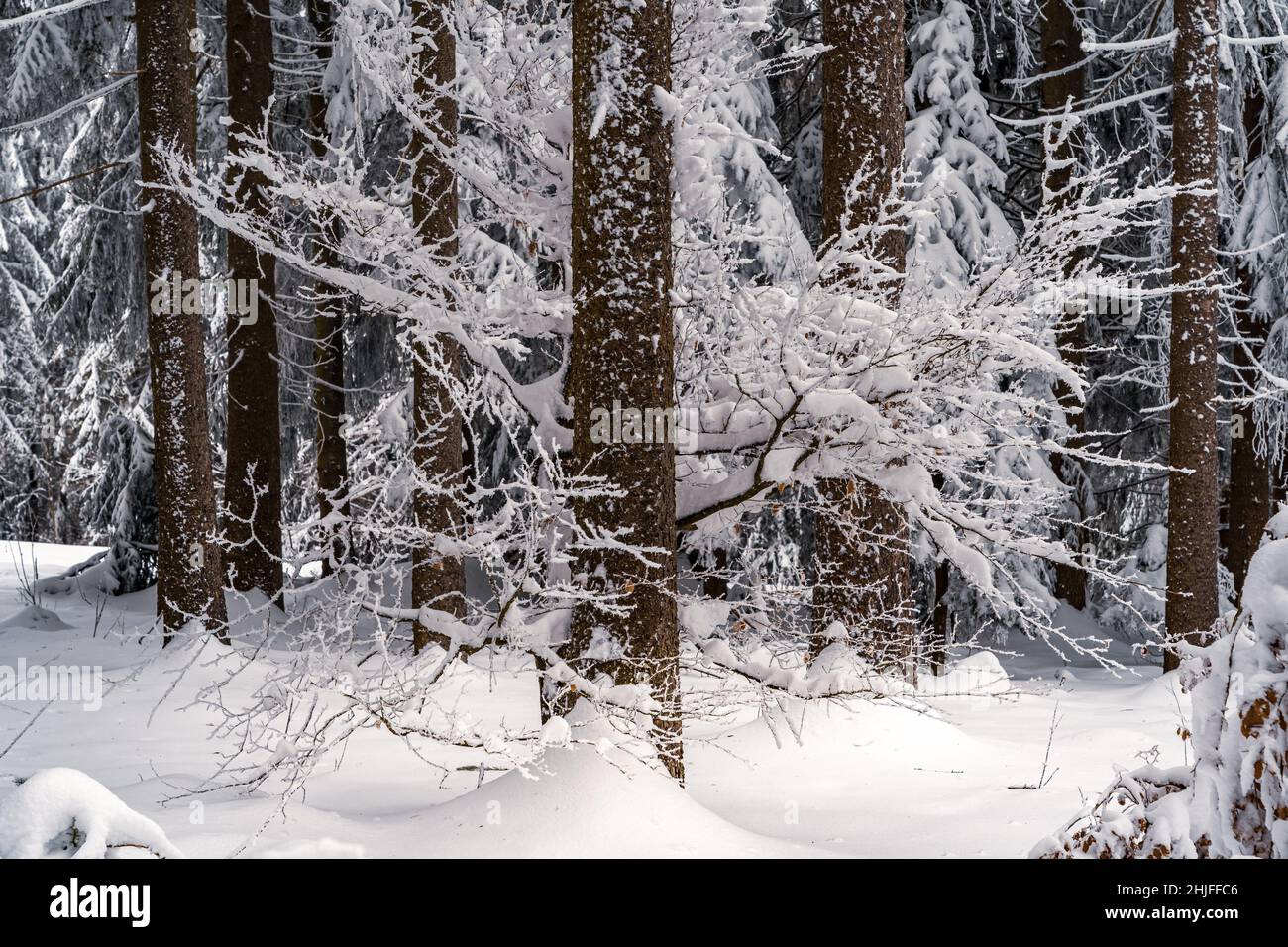 Beautiful winter landscape with snow covered trees in fog. Harsh winter ...